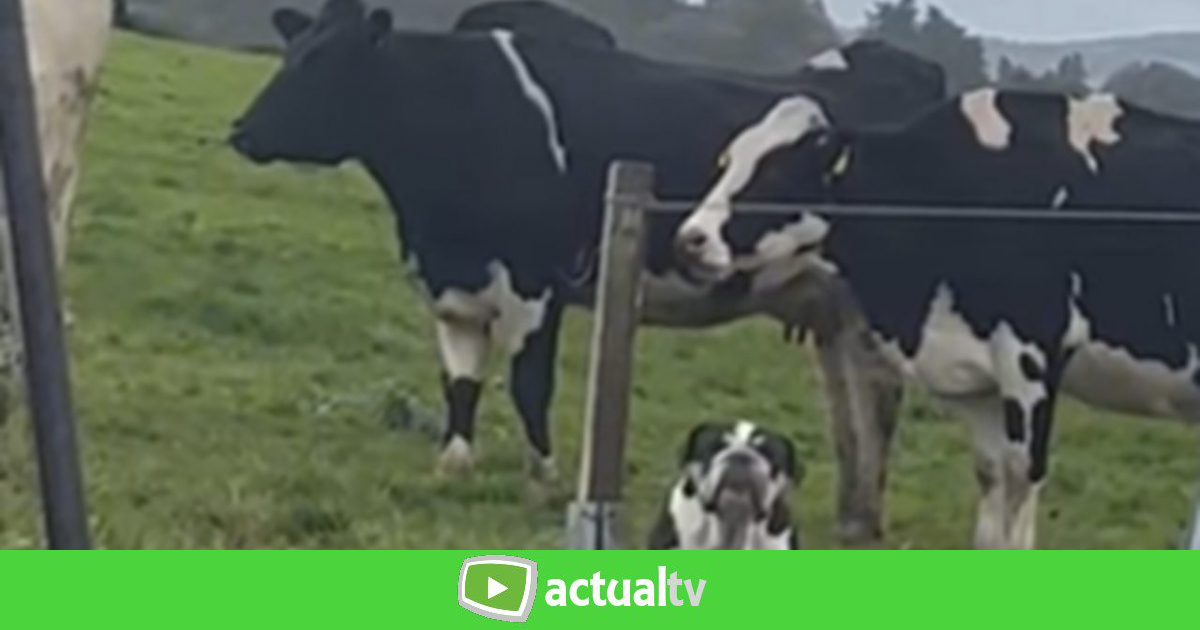 El divertido vídeo que está arrasando en redes sociales: el perro que ...